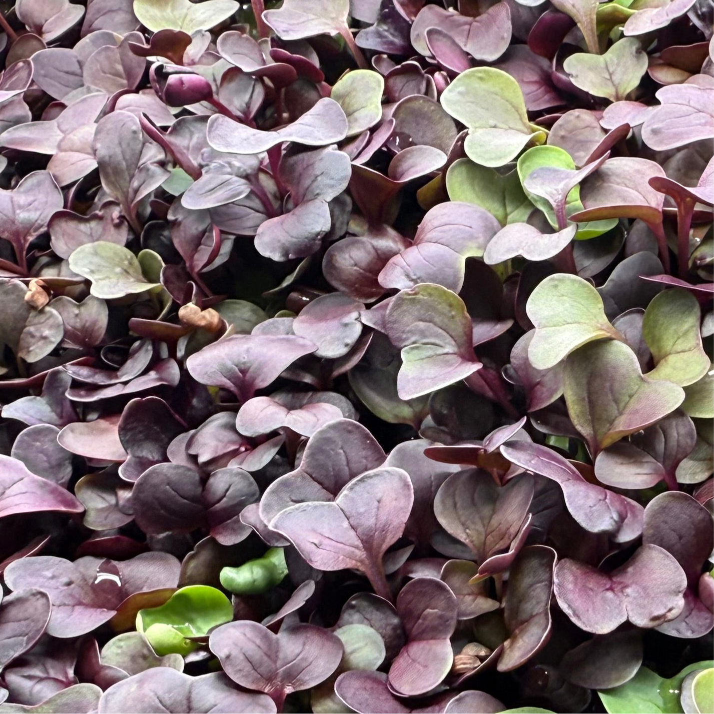 Red Rambo Radish Microgreens – Leaf Water Farms Store