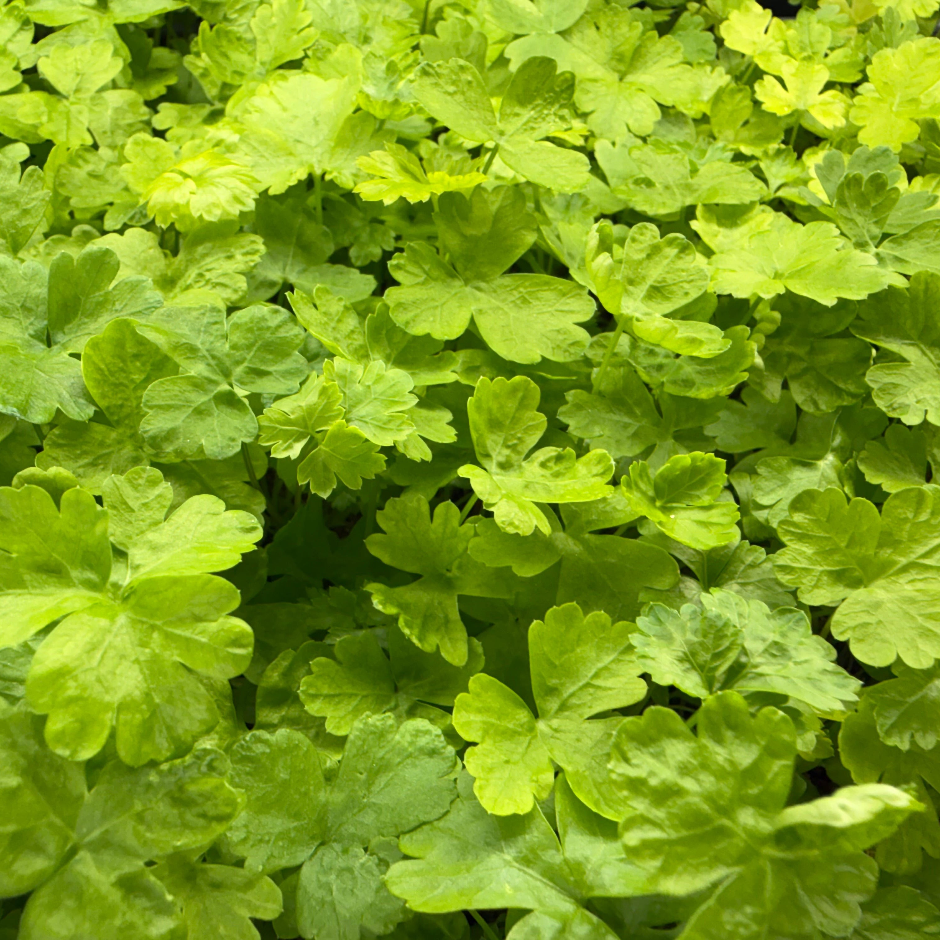 Parsley Microgreens – Leaf Water Farms Store